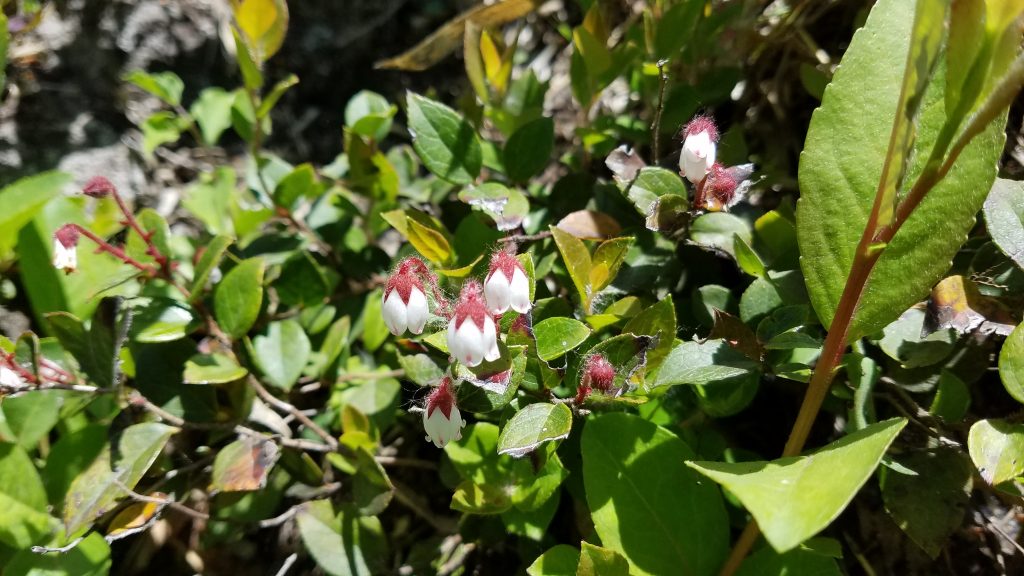 %e5%86%99%e7%9c%9f12%ef%bc%9a%e3%82%a2%e3%82%ab%e3%83%a2%e3%83%8e ...